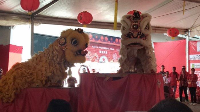 Singa Lompat dan Terkam, Warga Oesapa Kota Kupang Histeris - Pos-kupang.com