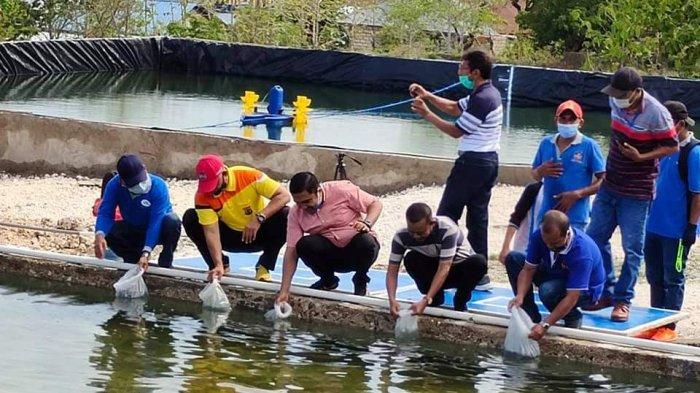 Disaksikan Kadis Perikanan NTT, Siswa SUPM Kupang Panen 785 Kg Udang ...