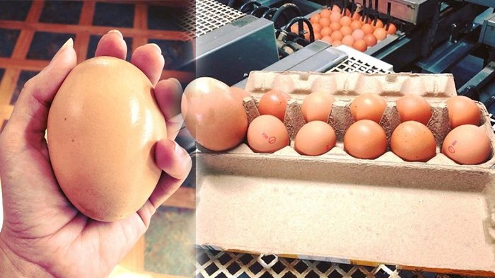 Telur Ayam 176 Gram, Lebih Besar Tiga Kali Ukuran Telur Normal ...