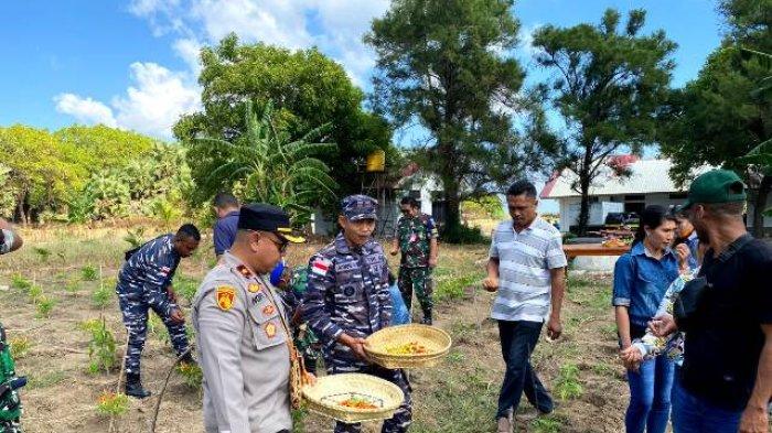 TNI AL Seba Panen Perdana Cabai Sebanyak 8,5 Kilogram - Pos-kupang.com