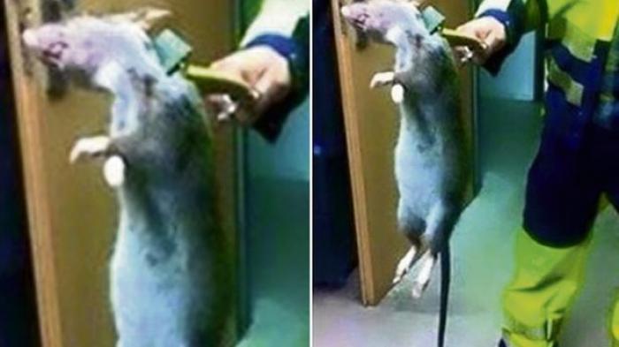 Bayi Tewas Digigit Tikus Saat Dirawat di Rumah Sakit - Pos-kupang.com