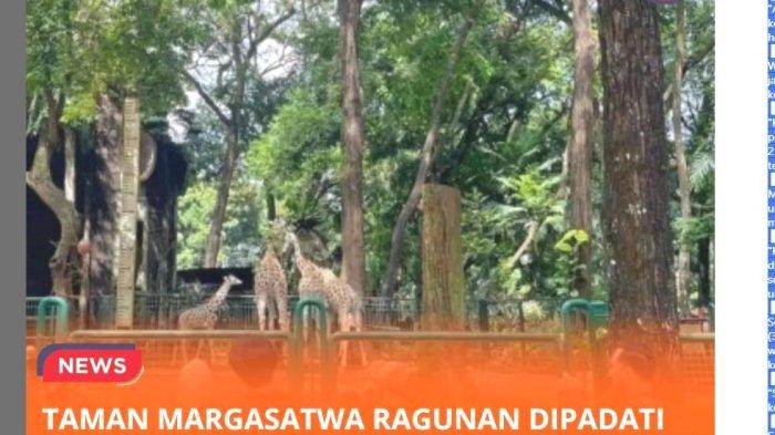Berita Viral Liburan Akhir Pekan? Taman Margasatwa Ragunan TMR Pilihan ...