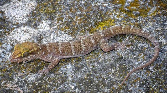 Timor Leste Punya Tokek Jari Bengkok, Spesies Baru Bernama ...