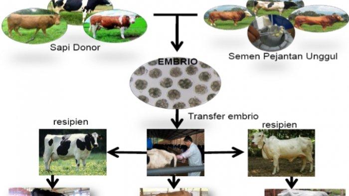 Mengenal Transfer Embrio, Teknologi Reproduksi untuk Meningkatkan Mutu Genetik Sapi - Pos-kupang.com