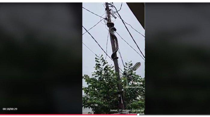 Video Viral TikTok Saksikan Aksi Ular Piton Raksasa Saat Lilit Tiang ...