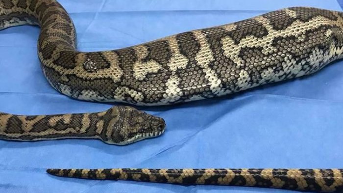 Wow! Kamu Wajib Tahu Soal Karakter Ular, Meski Kepalanya Dipotong Ular ...