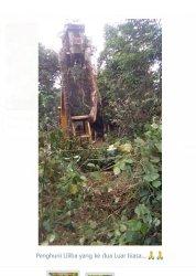 Berita Viral Ini Tayangan Pasutri Ular Piton Timor Betina Kembali ...