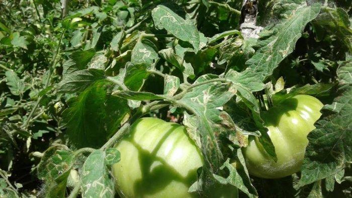 Berat Tomat Lokal di Lahurus, Belu Mencapai 1 Kilogram per Buah - Pos ...
