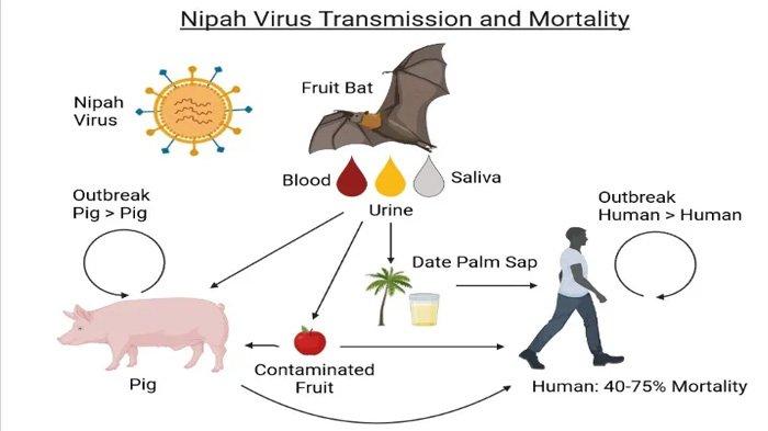 Indonesia Periksa Kesehatan Wisatawan Bali untuk Menghentikan Virus ...