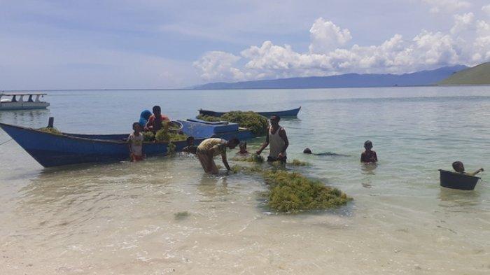 Mendulang Rupiah di Pulau Lapang, Kabupaten Alor - Pos-kupang.com