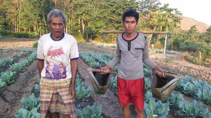 Petani Sayuran di Berakotu Tanau, Sumba Timur Mengeluh Sayur Budidaya ...