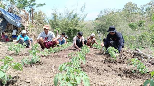 Bripka Nasrul Sahabat Petani, Bantu Warga Budidaya Tomat Lahurus dan ...