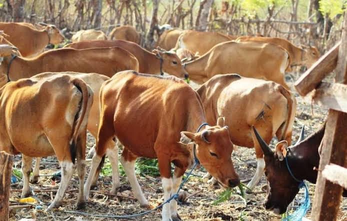 Ternak Sapi Australia Diperiksa untuk Membuktikan Tidak Ada Risiko ...