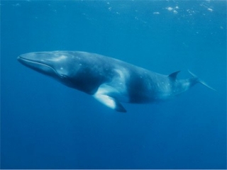 Mengenal Ikan Paus Biru - Pos-kupang.com