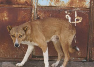 Di Nagekeo Terdapat 21 Hewan Rabies - Pos-kupang.com