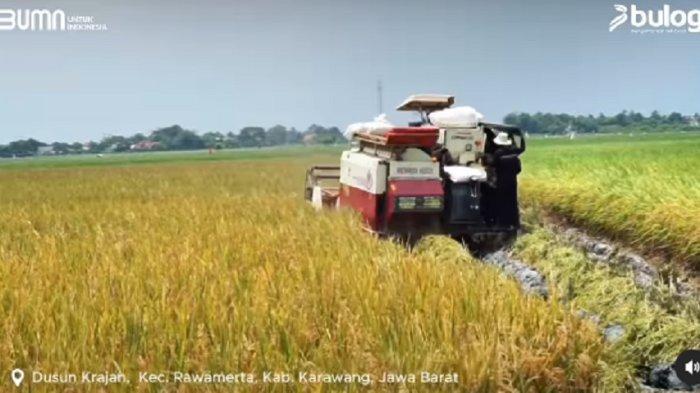 Produksi Gabah Kering Giling Lampung Tahun 2025 Ditarget 3,5 Juta Ton, Naik 3,7 Persen dari 2024 ...