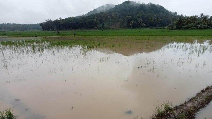 793,5 Hektare Sawah di Pringsewu Terendam Banjir - Tribunlampung.co.id