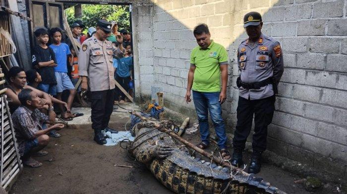Warga Semaka Tanggamus Tangkap Buaya Sepanjang 4,5 Meter ...