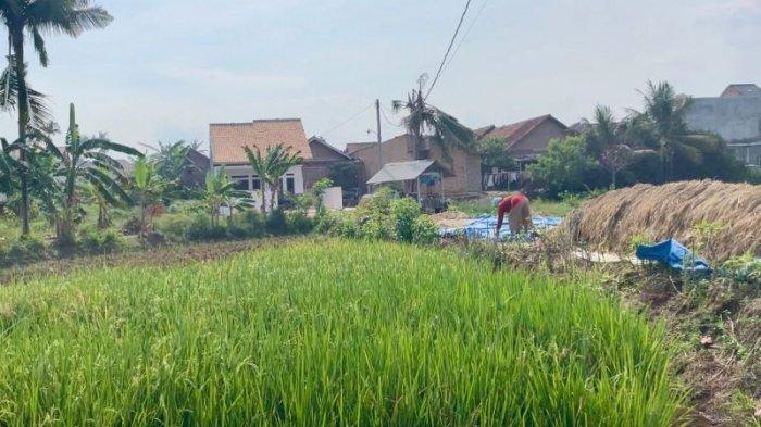 Dalam Setahun, 16 Hektare Lebih Lahan Pertanian di Bandar Lampung Alih ...