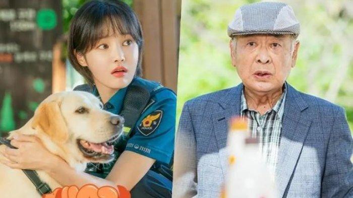 8 Rating Drama Korea Terbaru Oktober 2024, Dog Knows Everything ...
