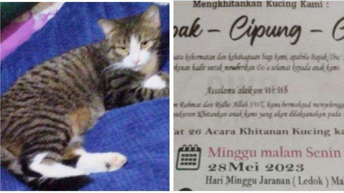 Kucing Khitanan di Banyuwangi Viral, Undang Tetangga Ada Jaranan dan Hiburan Musik ...