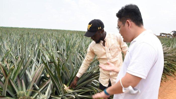 Mahasiswa Asing IIB Darmajaya Berkunjung Perkebunan Nanas PT GGP ...