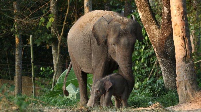 Gajah Mega Lahirkan Bayi Jantan di Lembah Hijau Lampung, Proses ...