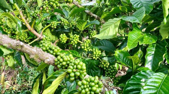 Harga Kopi Robusta di Lampung Barat Makin Meroket, Tembus Rp 55 Ribu ...