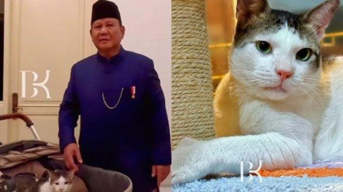 Harga Stroller Kucing Presiden Prabowo, Bobby Kertanegara Jadi Sorotan ...