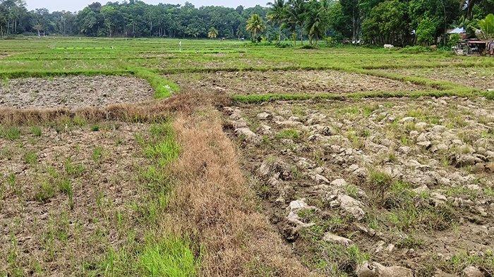 Kemarau, Harga Beras di Pesisir Barat Lampung Melambung - Tribunlampung.co.id