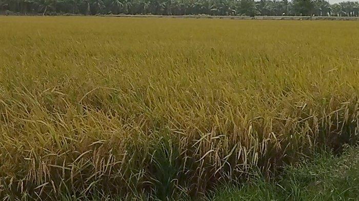 Harga Gabah di Mesuji Lampung Melambung hingga Rp 6.500 Per Kg ...