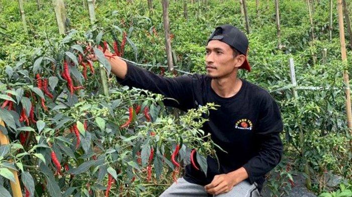 Harga Cabai di Lampung Barat Tembus Rp 27 Ribu per Kg, Petani Semringah - Tribunlampung.co.id