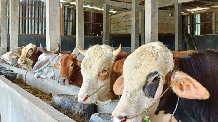 Jelang Idul Adha, Harga Sapi Kurban di Lampung Barat Mulai Rp 15 Juta per Ekor - Tribunlampung.co.id