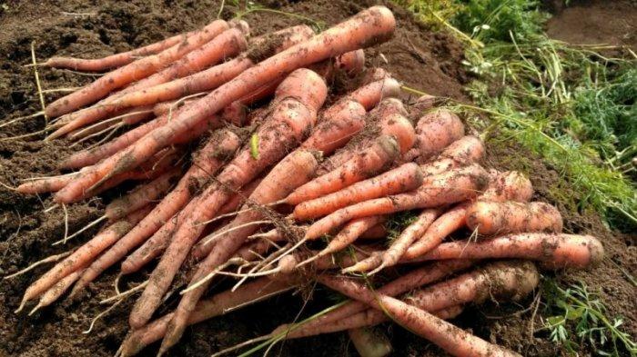 Harga Wortel di Lampung Barat Naik hingga Rp 11 Ribu per Kg, Tertinggi ...