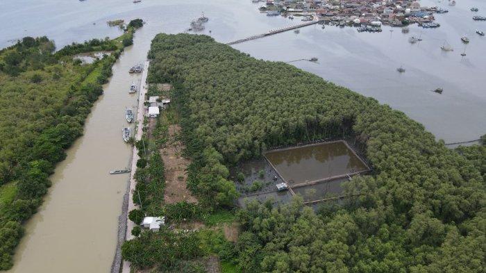 120 Hektare Hutan Mangrove di Pesawaran Lenyap - Tribunlampung.co.id