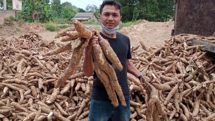 Harga Singkong di Mesuji Rp 1.500 per Kilogram - Tribunlampung.co.id