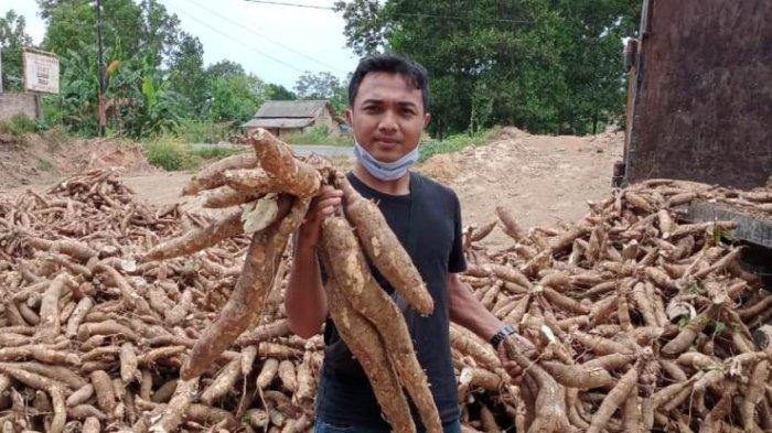 Singkong Petani di Lampung Terancam Busuk Imbas Pabrik Tapioka Tutup ...