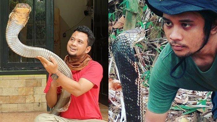 Panji Petualang Beberkan Rahasia Kebal Gigitan Ular Kobra ...