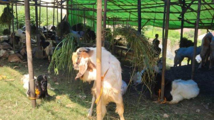 Harga Sapi Kurban di Bandar Lampung Naik Jelang Idul Adha - Tribunlampung.co.id