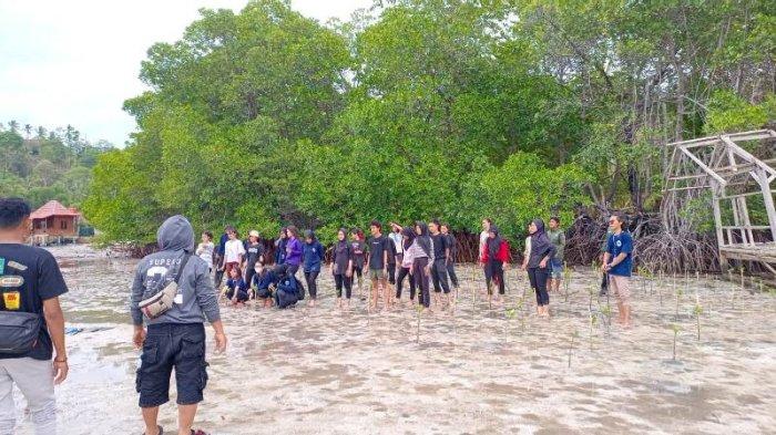 Pesisir Pulau Pahawang Pesawaran Lampung Kembali Ditanami Mangrove - Tribunlampung.co.id