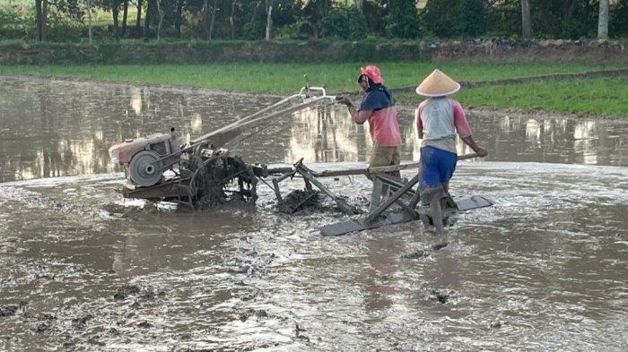 Antisipasi El Nino, Pemkot Metro Siap Tanam Jagung - Tribunlampung.co.id