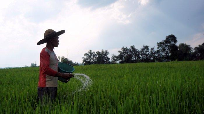 Petani di Pubian Lampung Tengah Berencana Panen Padi Setelah Lebaran ...