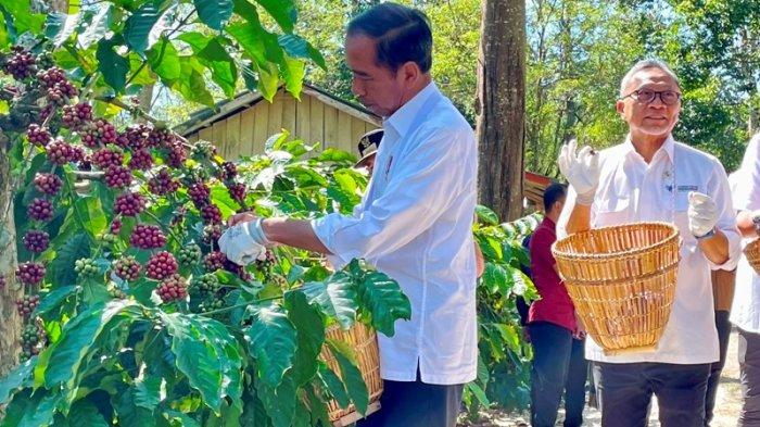 Menteri Pertanian Puji Metode Sambung Pucuk Kopi Lampung Barat ...