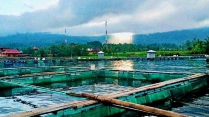 Dinas Perikanan Pesisir Barat Catat Produksi Ikan Air Tawar hingga Juni ...