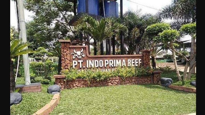 Profil PT Indo Prima Beef, Peternakan yang Dikunjungi Anies Baswedan Saat di Lampung ...