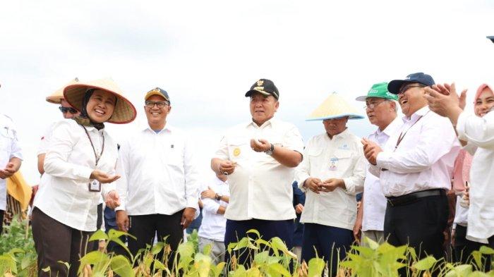 Rektor Unila dan Gubernur Arinal Panen Perdana Kedelai di Kebun Percobaan Fakultas Pertanian ...