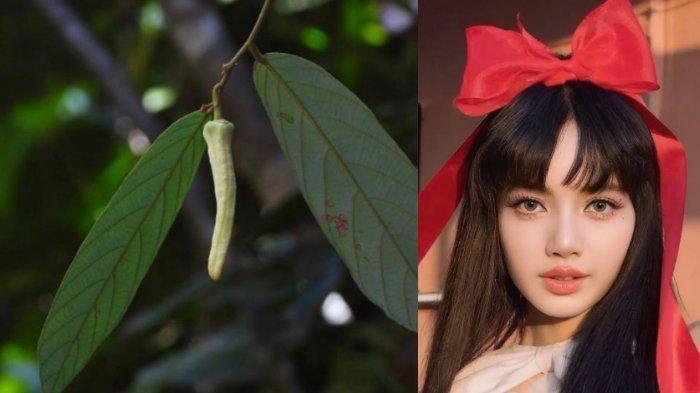 Spesies Bunga Baru yang Ditemukan di Thailand Dinamai Lisa BLACKPINK ...