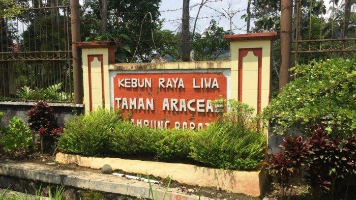 Tanaman Langka di Taman Araceae Lampung Barat Rawan Dicuri ...