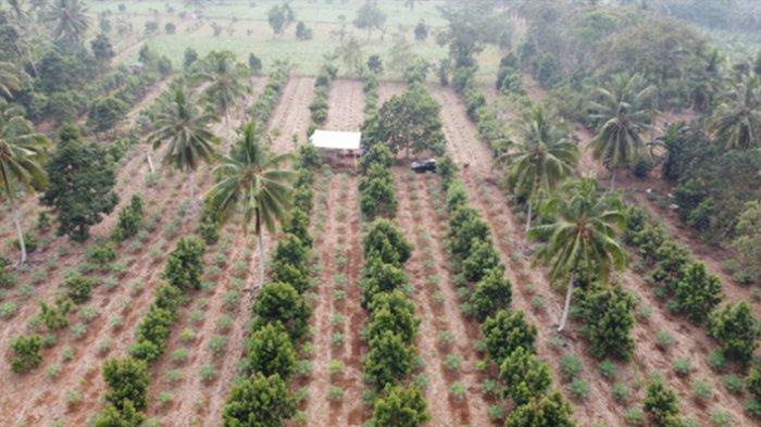 393.800 Batang Tanaman Hasil Rehabilitasi Hutan dan Lahan Ada di ...
