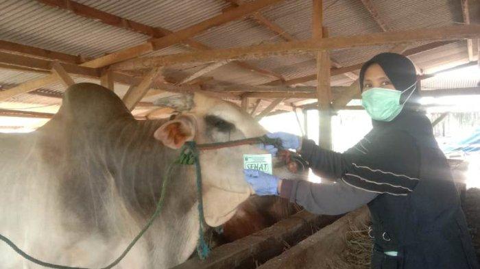 Stok Hewan Kurban di Lampung Selatan untuk Idul Adha Aman - Tribunlampung.co.id